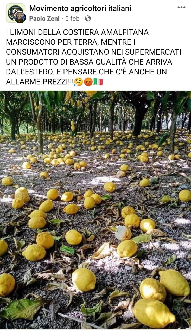 Limoni amalfitani Vs limoni extracomunitari | Butac - Bufale Un Tanto ...