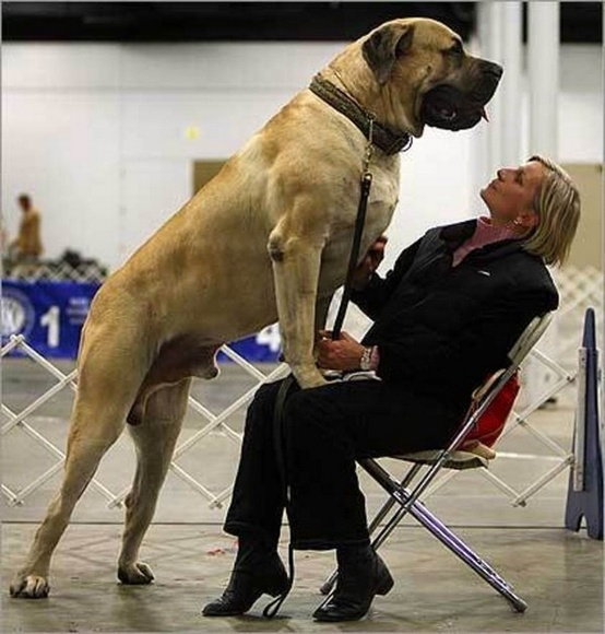 I cani che non sanno di essere giganti | Giornalettismo