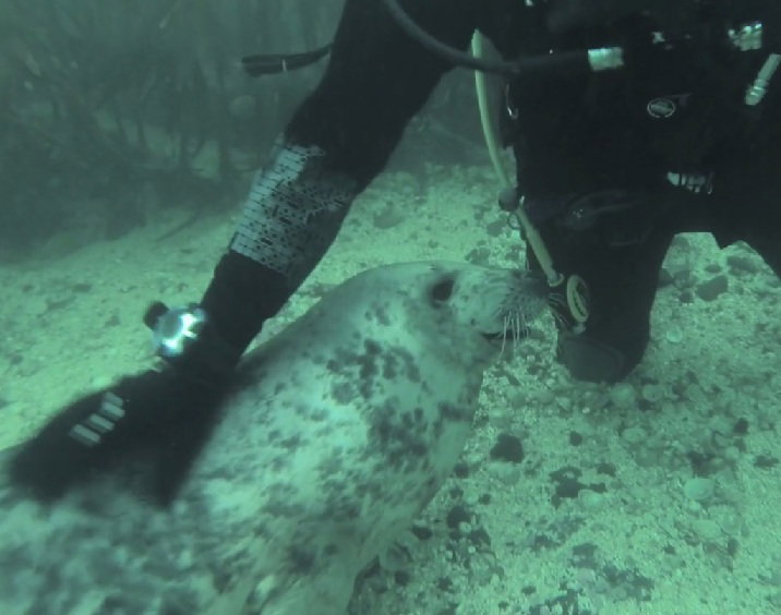 Il video della foca che si lascia coccolare dal sub | Giornalettismo