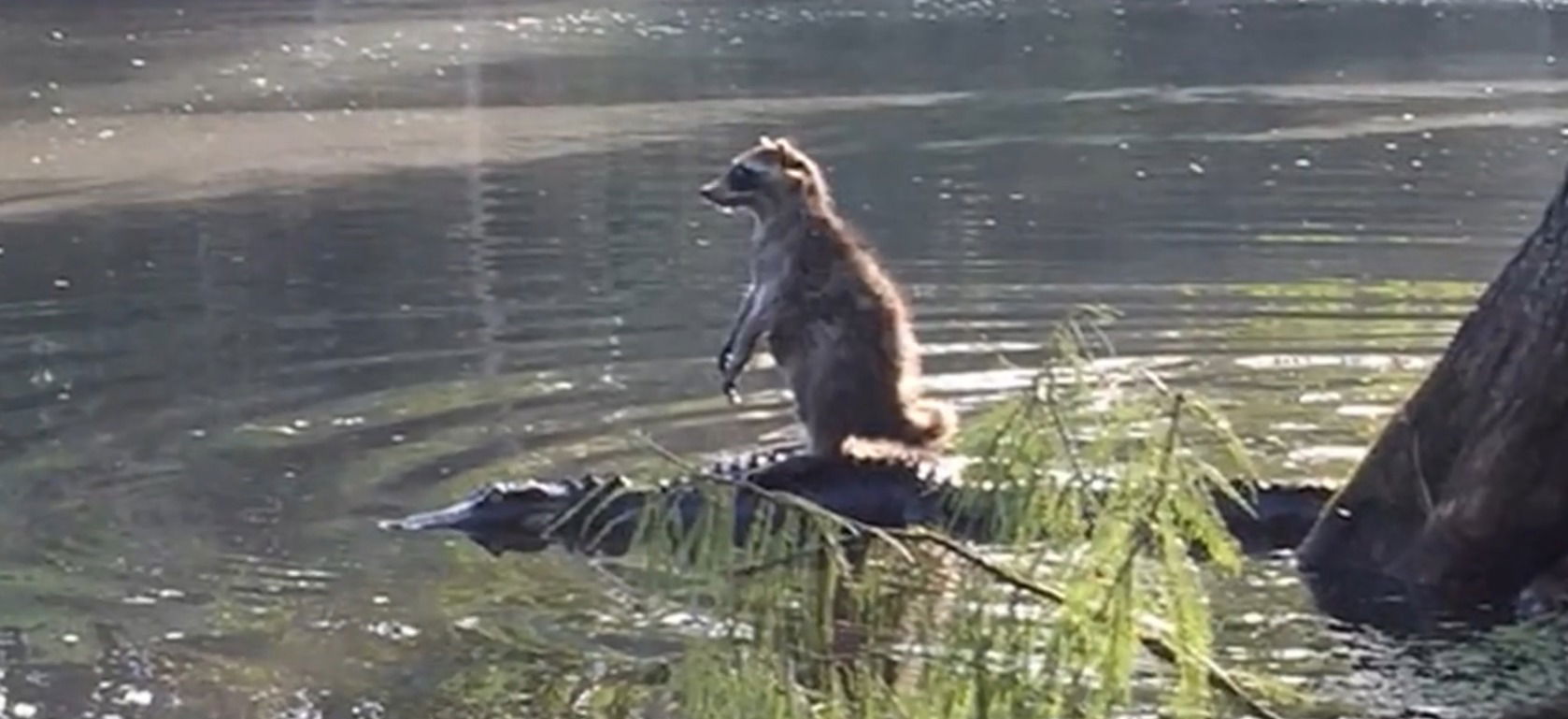 ll procione che "scrocca" un passaggio all'alligatore | Giornalettismo