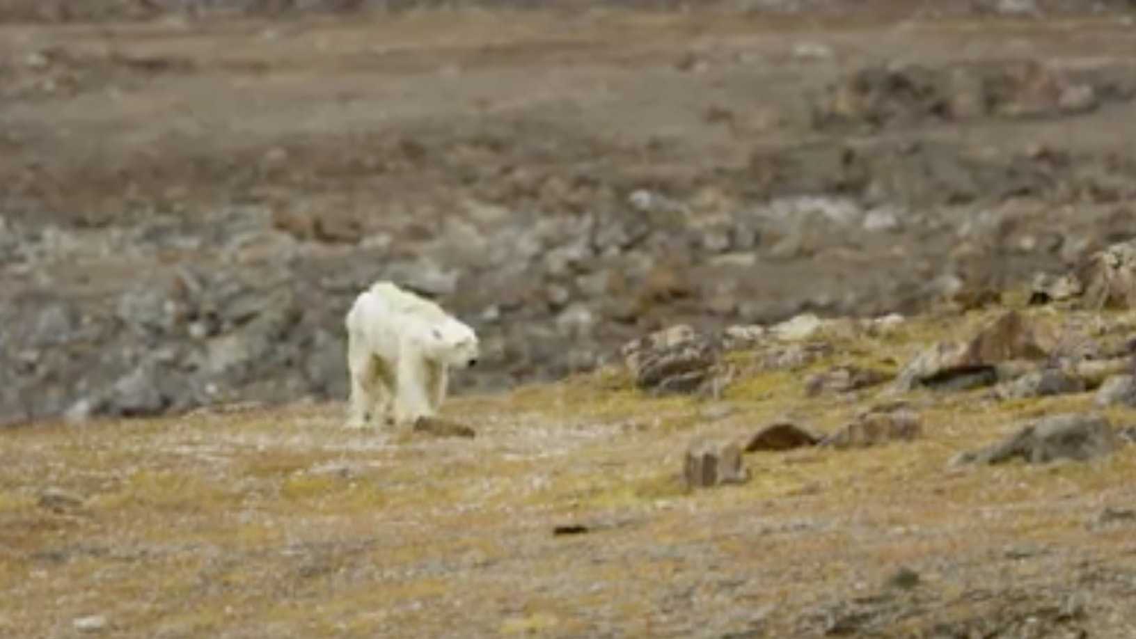 Orso polare moribondo, non è detto che stia male per il riscaldamento ...