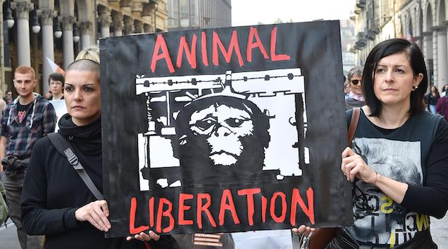 l’Istituto superiore di sanità libera nove macachi: un nuovo passo ... l’Istituto superiore di sanità libera nove macachi: un nuovo passo ...