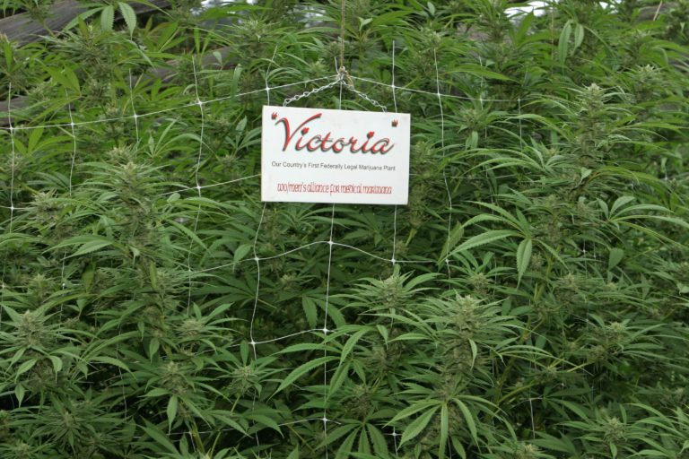 La piantagione sotterranea di marijuana | NextQuotidiano