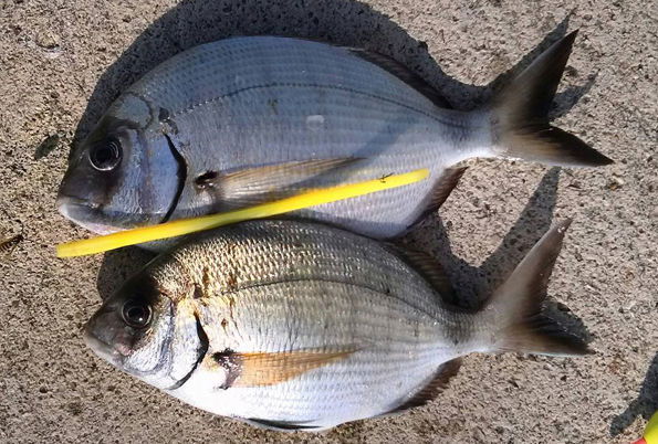 Lo strano caso del pesce di gomma: il Sarago